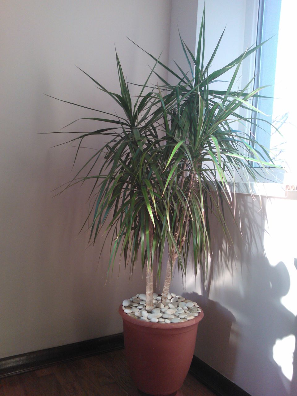 Flori de camera la jumate de pret: Dracena, Ficus, Cactus, Anthurium ...