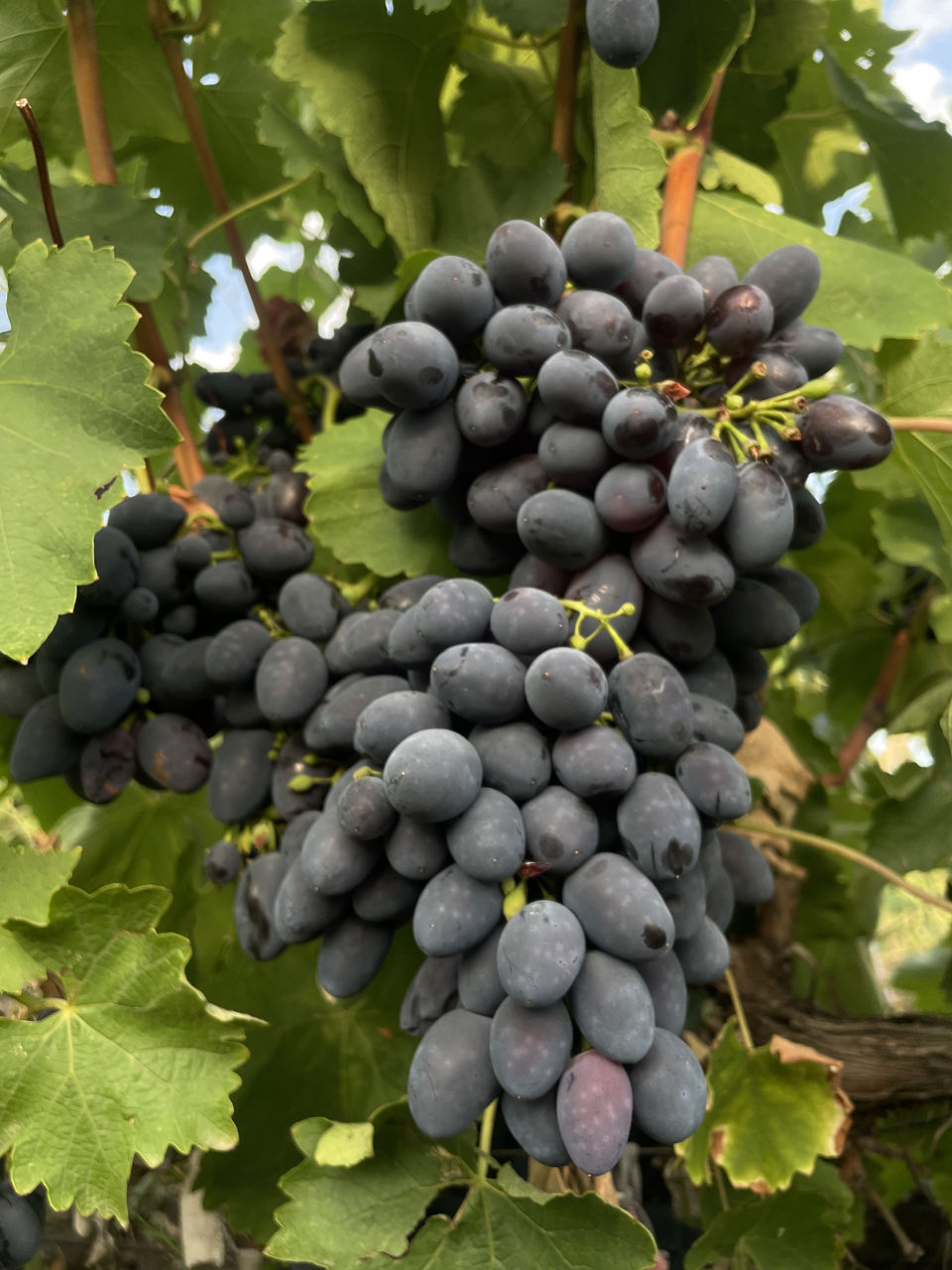 Vând struguri Codreanca