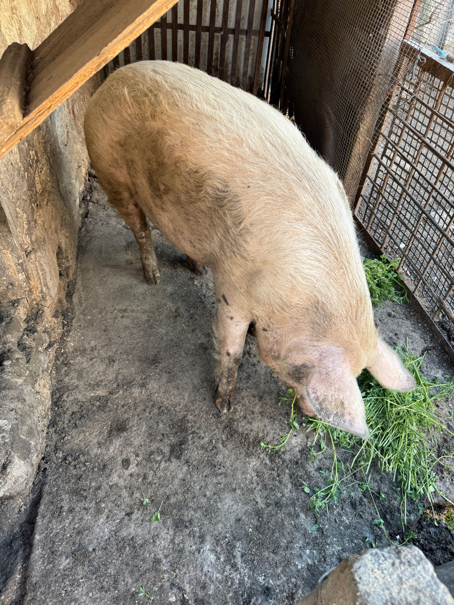 Porc, свинья, porci de casa