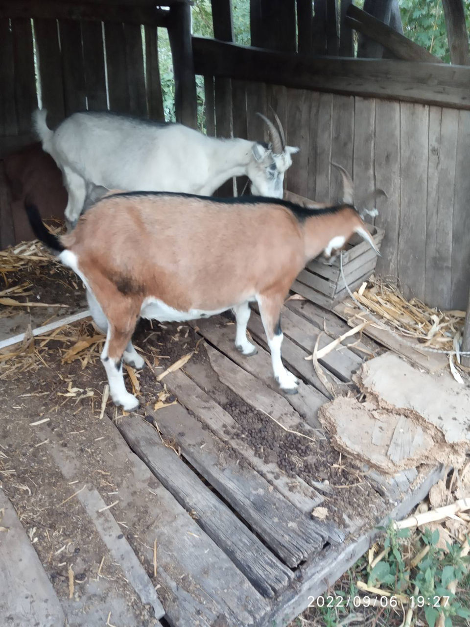 Vând capre bune de lapte
