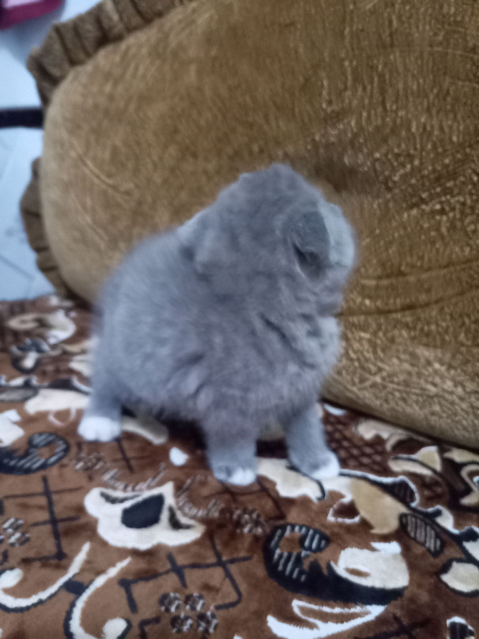 Продам шикарный вислоухий котик