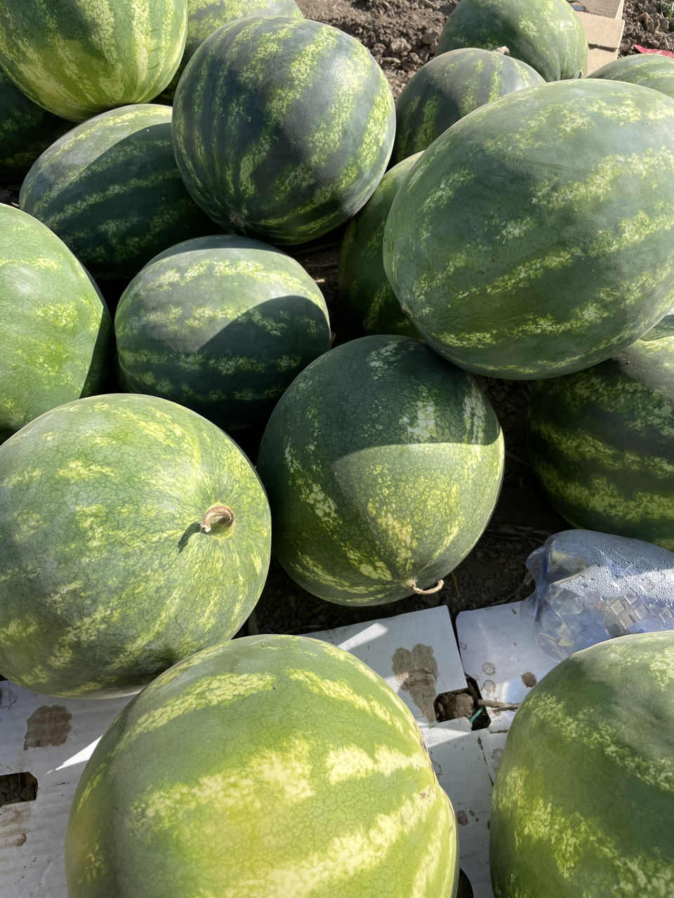 Vind harbuz marunt 2-4 kg ecologic