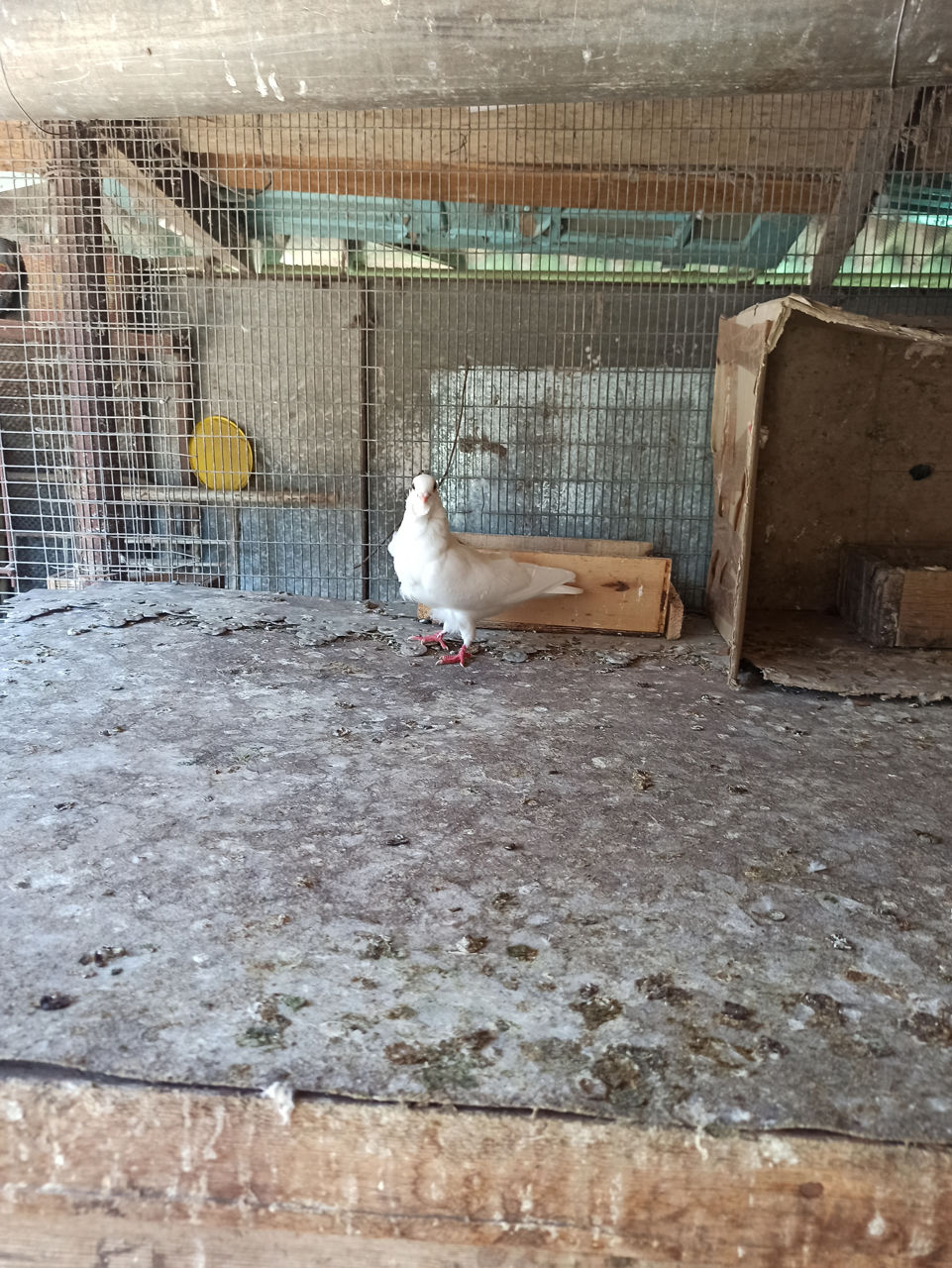 Porumbei decorativi.