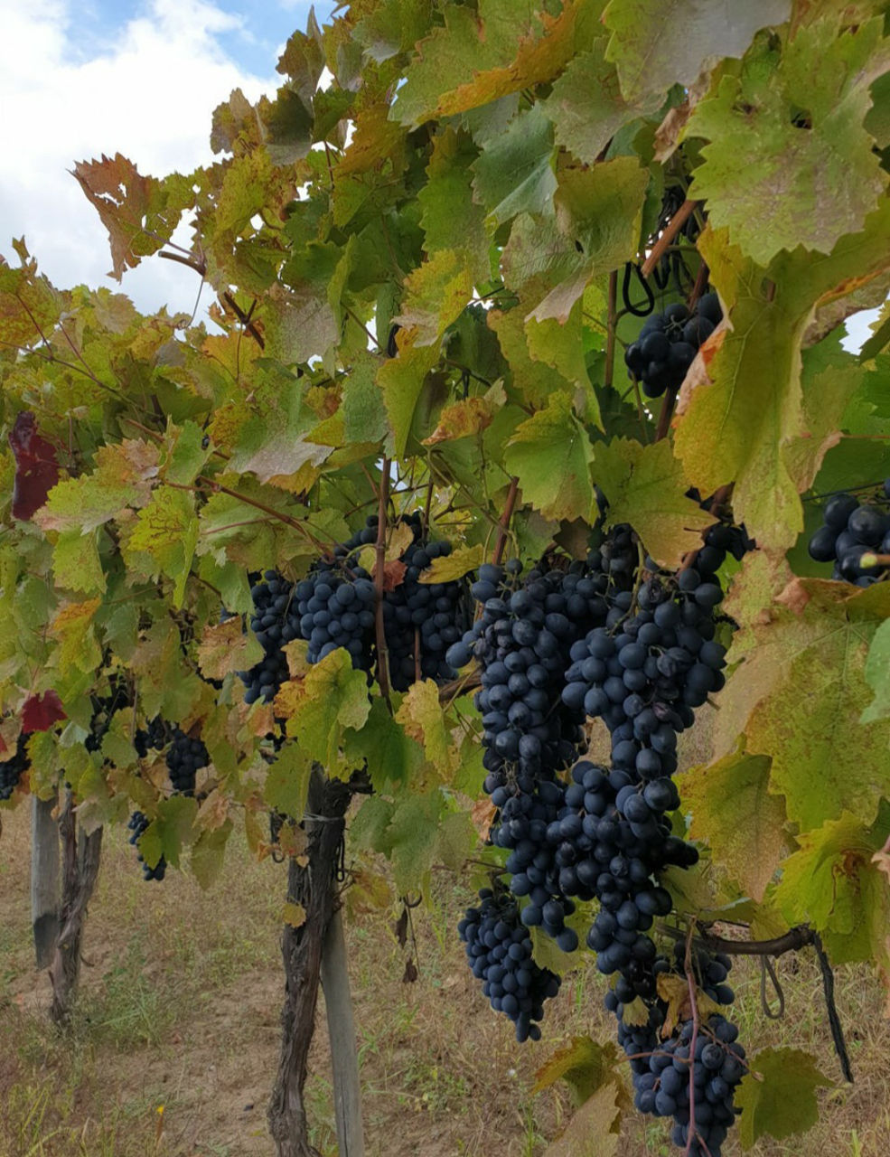 Vin din poama Moldova