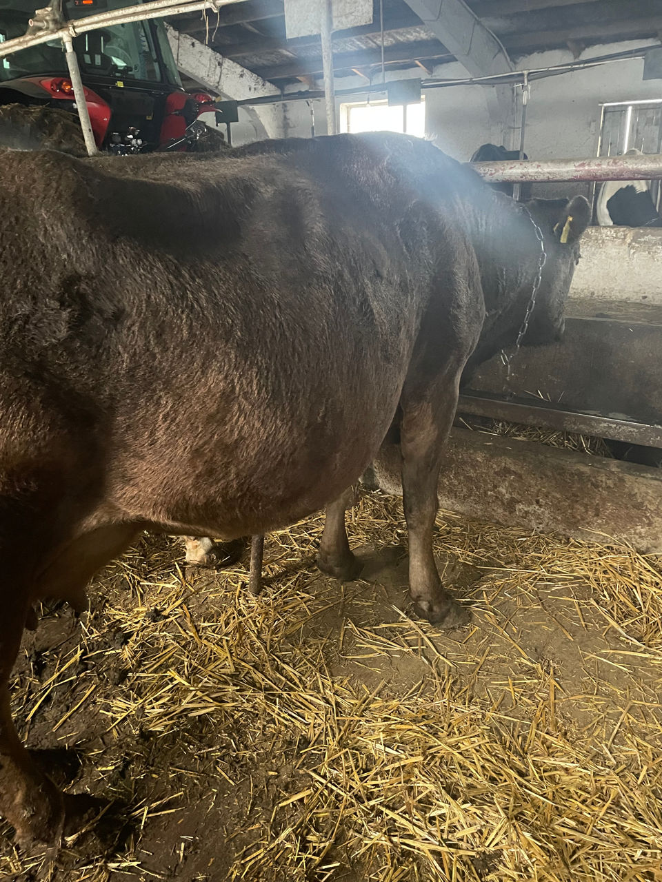 Vind doua vaci sa fete in zile