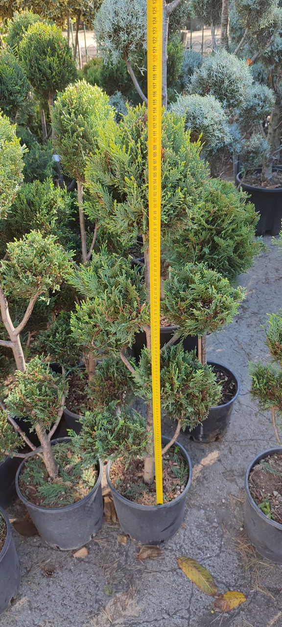 Tuia formate , compoziții or.Bălți