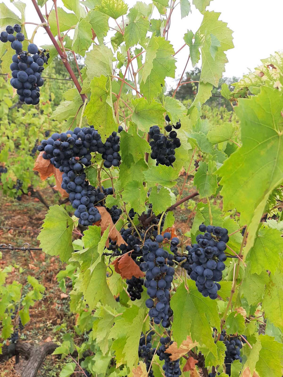 Vând struguri pentru vin