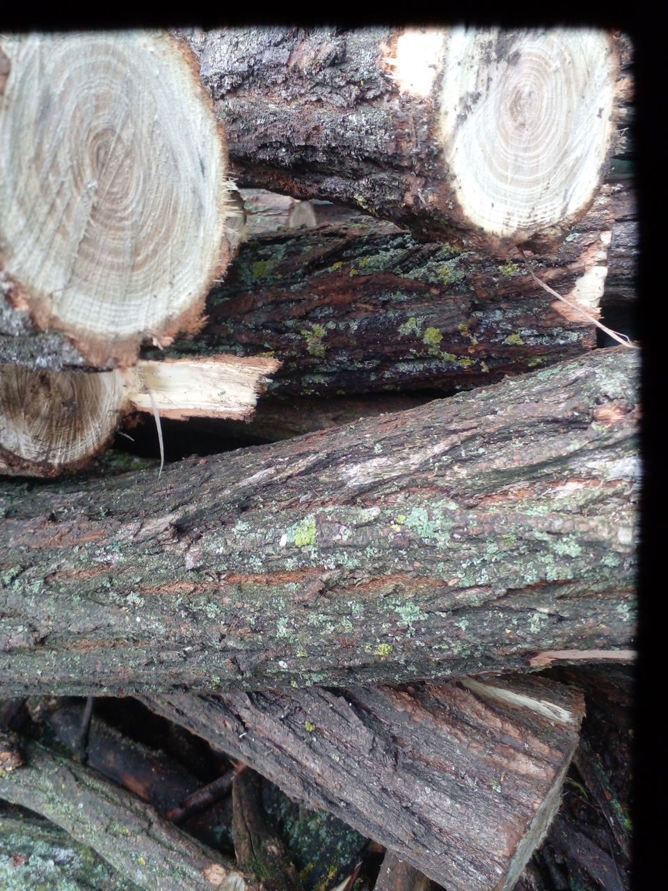 Vind lemne de foc specii tari salcim carpen si cires