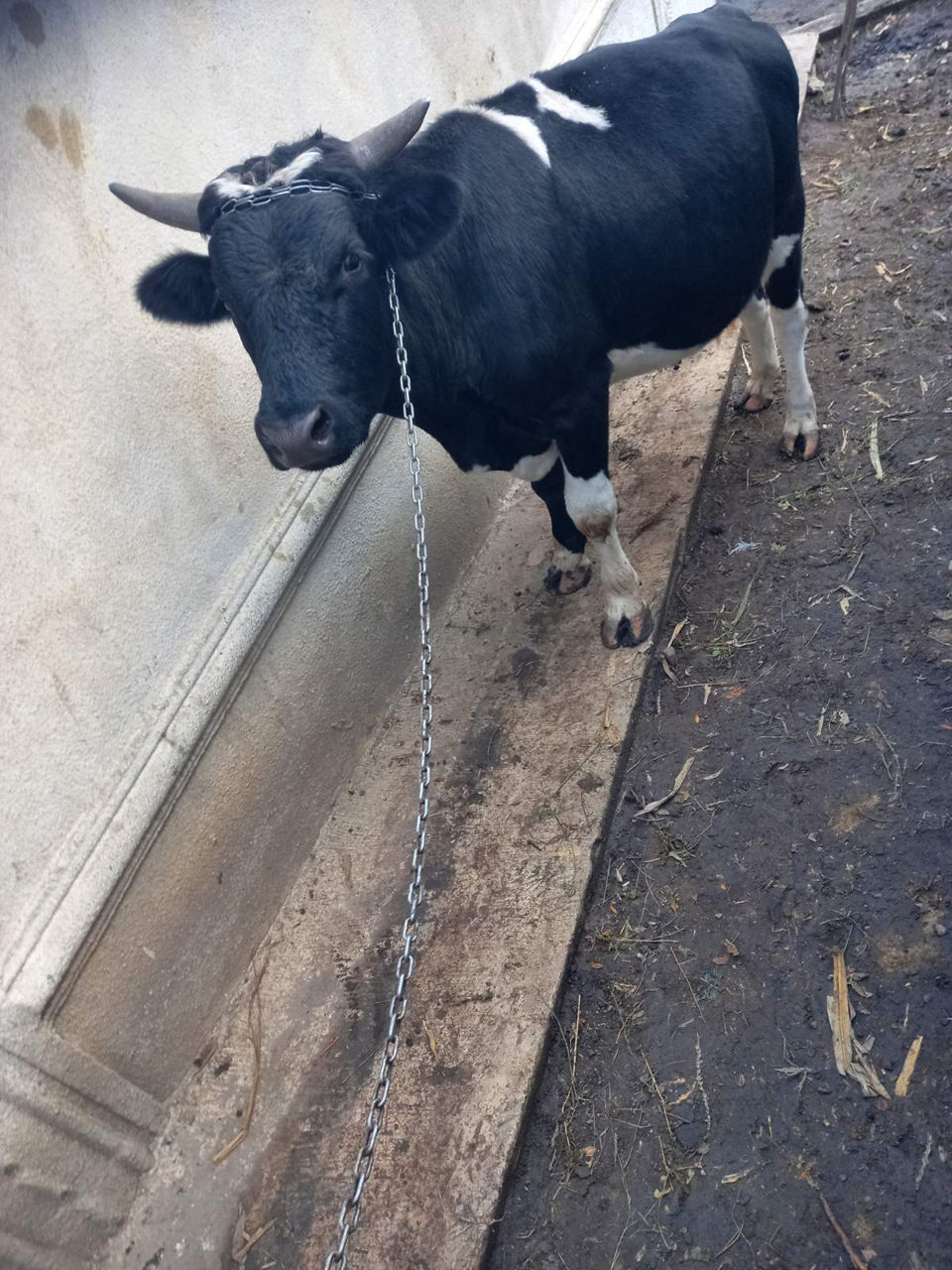 Am 3 buhai si o vaca.Vaca se mulge inca in februarie osa fete