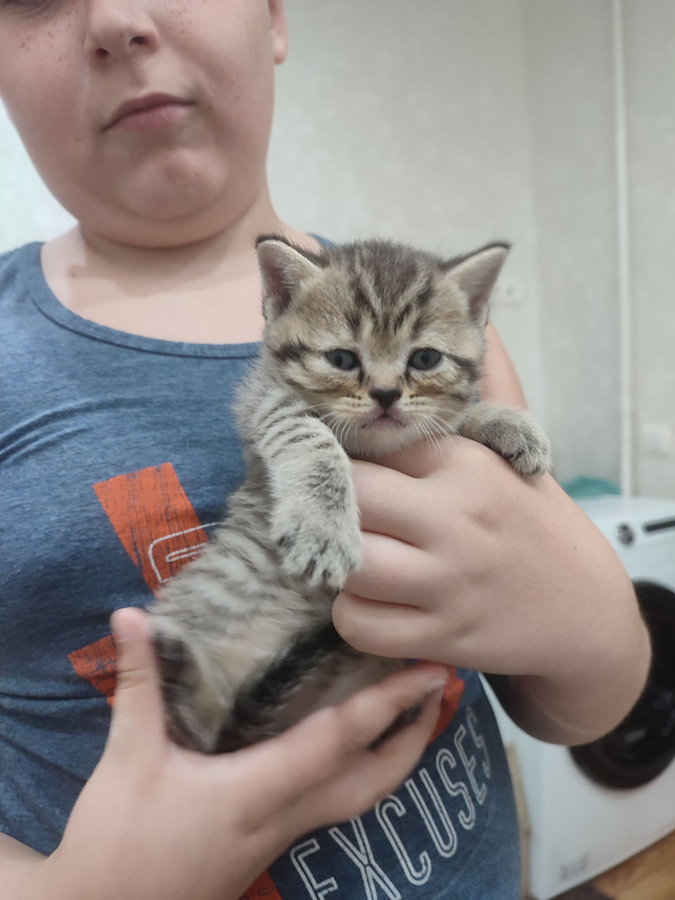 Шотландские котята веслаухие прямаухие Девочки и мальчики