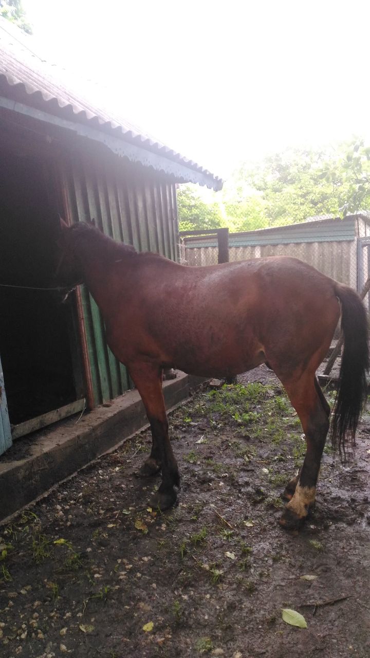 Vind caruta cu cal . Sat Ochiul Alb R-l Drochia