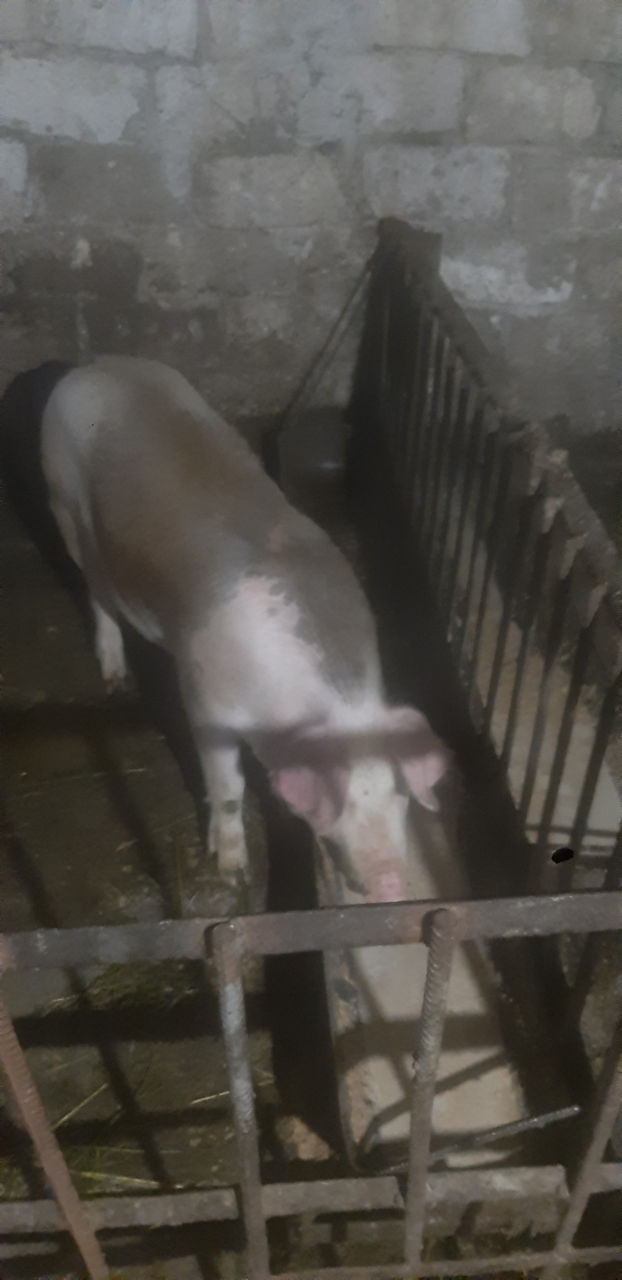 Vind porc de 70 cilograme hranit in conditi de casa