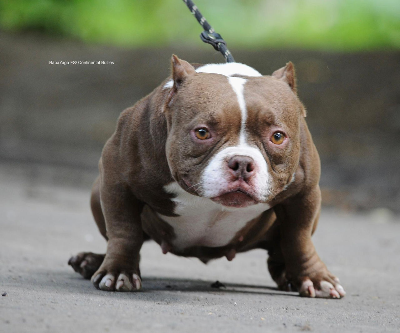 American Bully (micro, nano size)