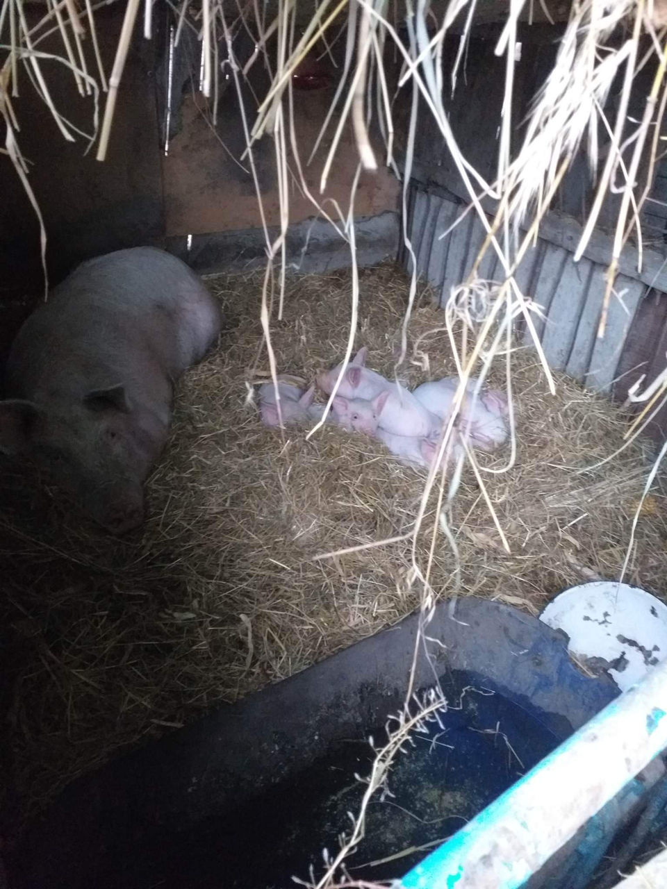 Vind purcea tot cu purcei