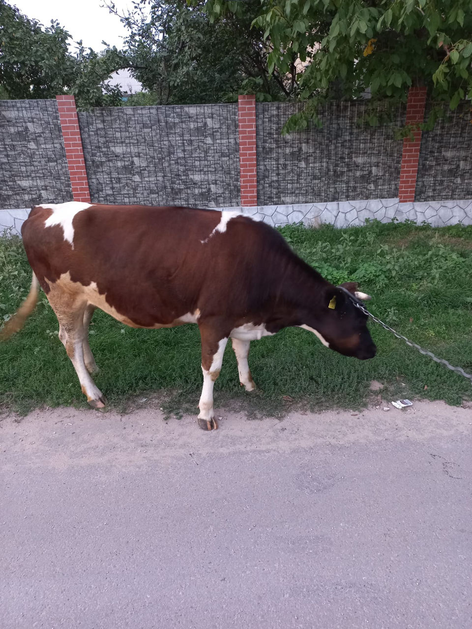 Se vinde juncă a fata