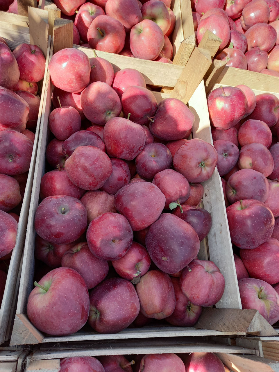 Mere golden, djonagold, starchin pentru piața locală