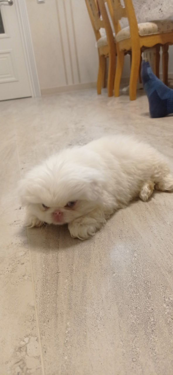 Pekinez mascul o luna jumate