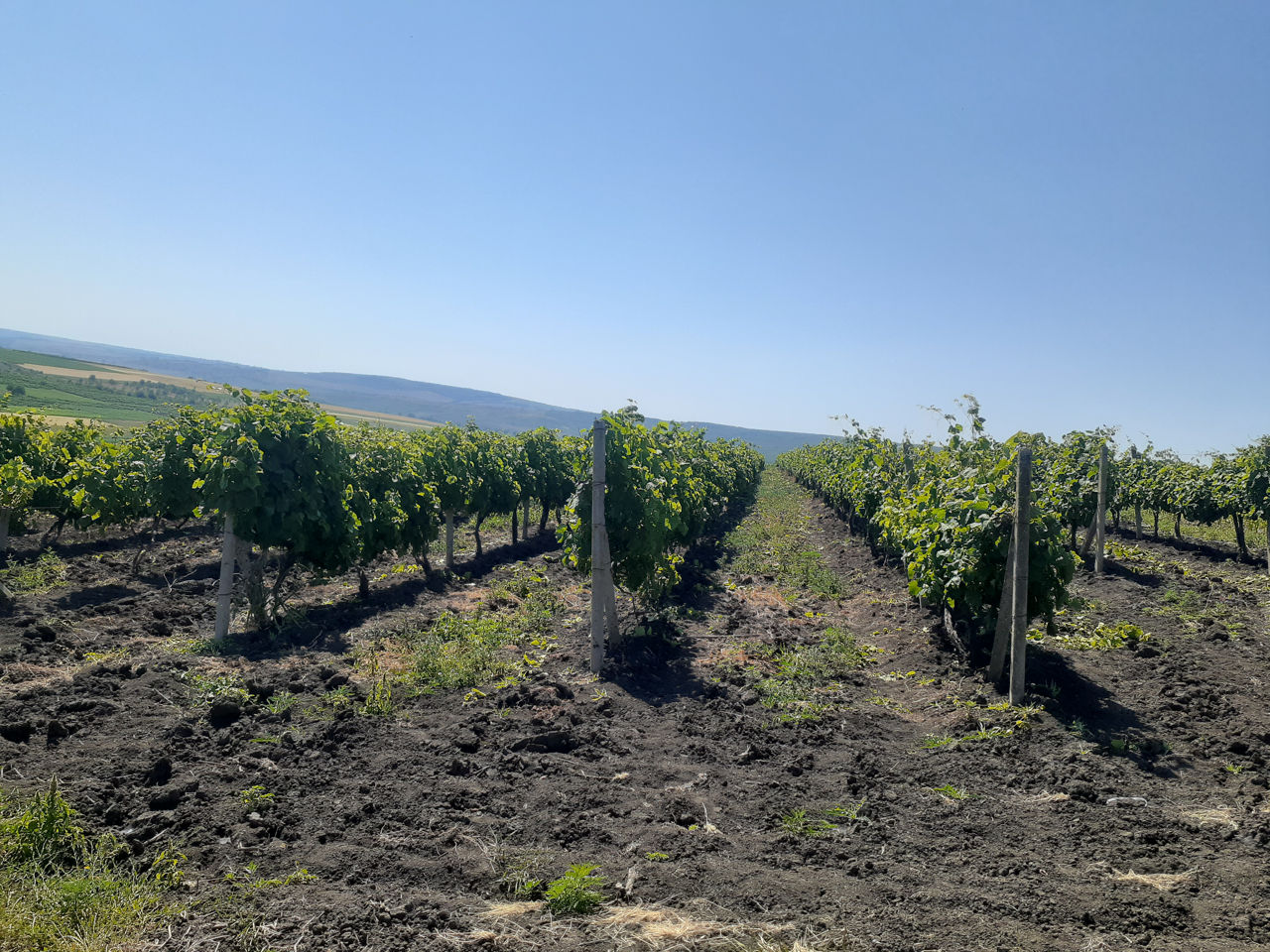 Vînd poamă sovinion