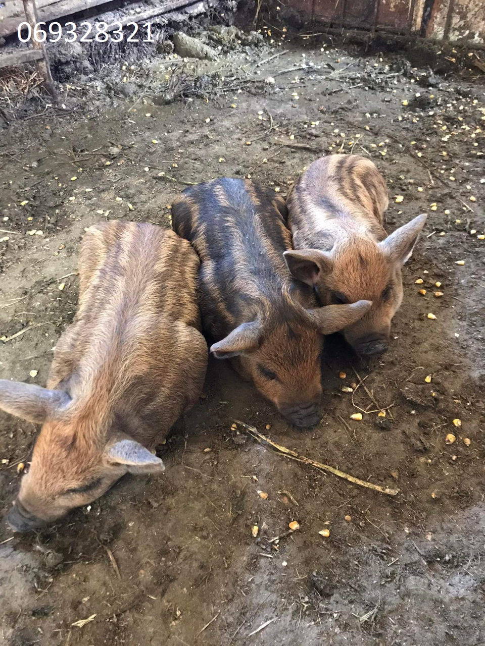 vind porci mangalita