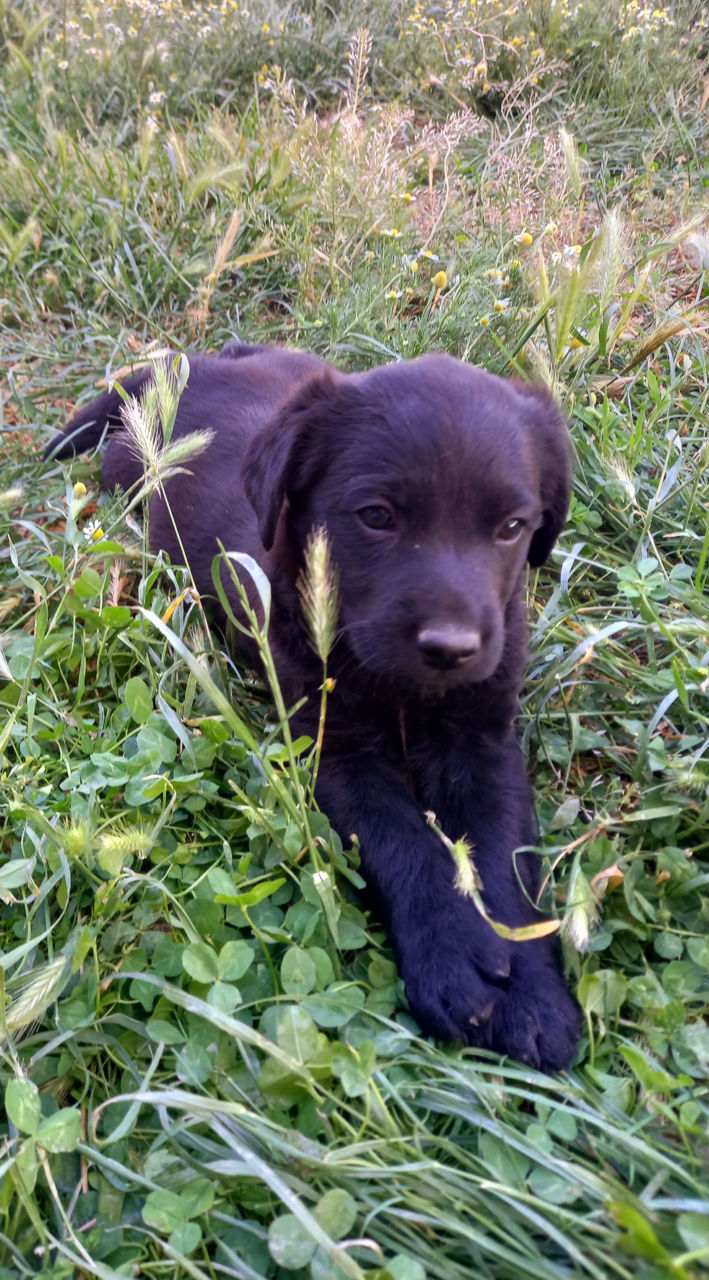 Vind catelusi de labrador