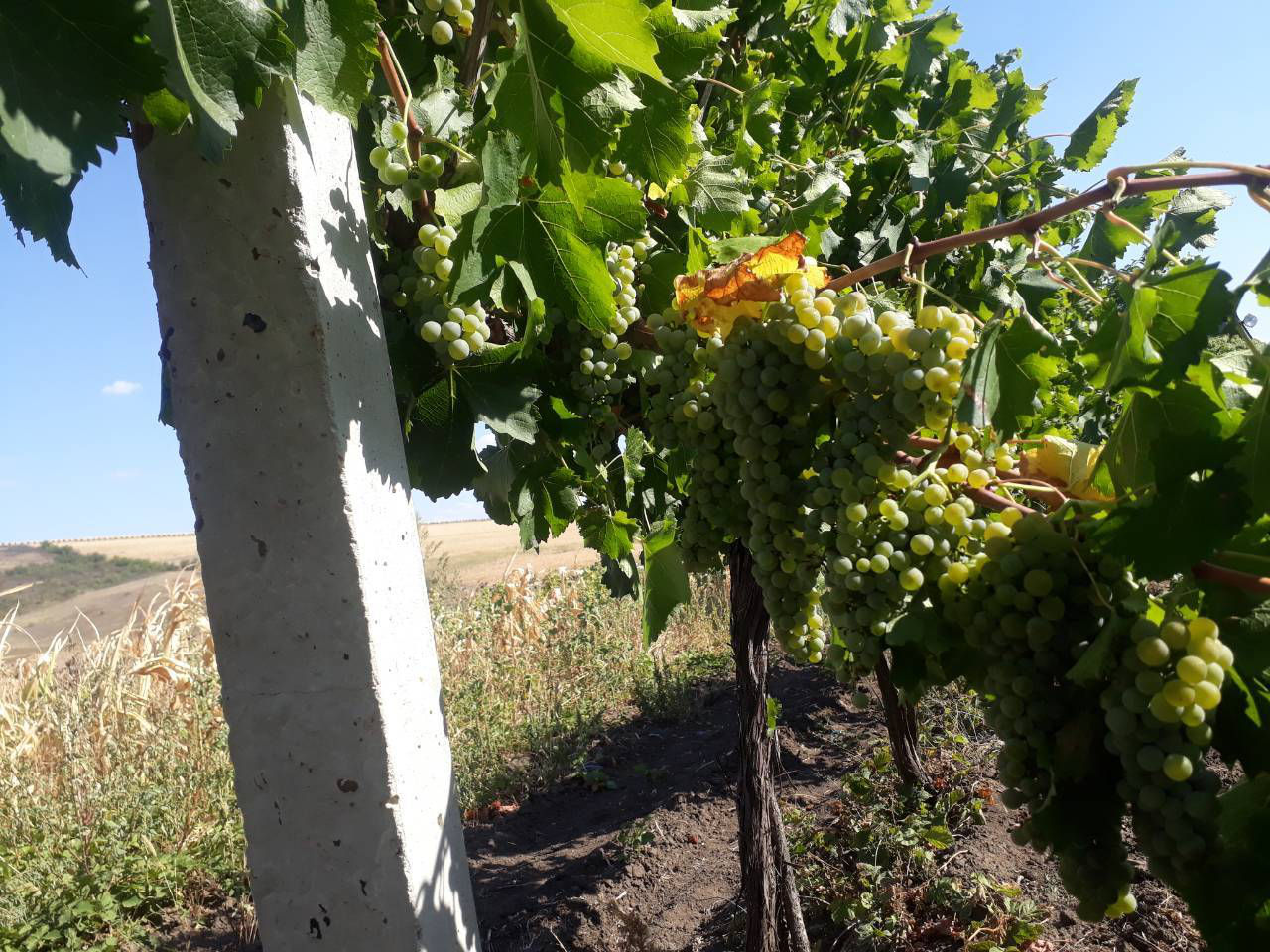 Vind struguri de diferite soiuri