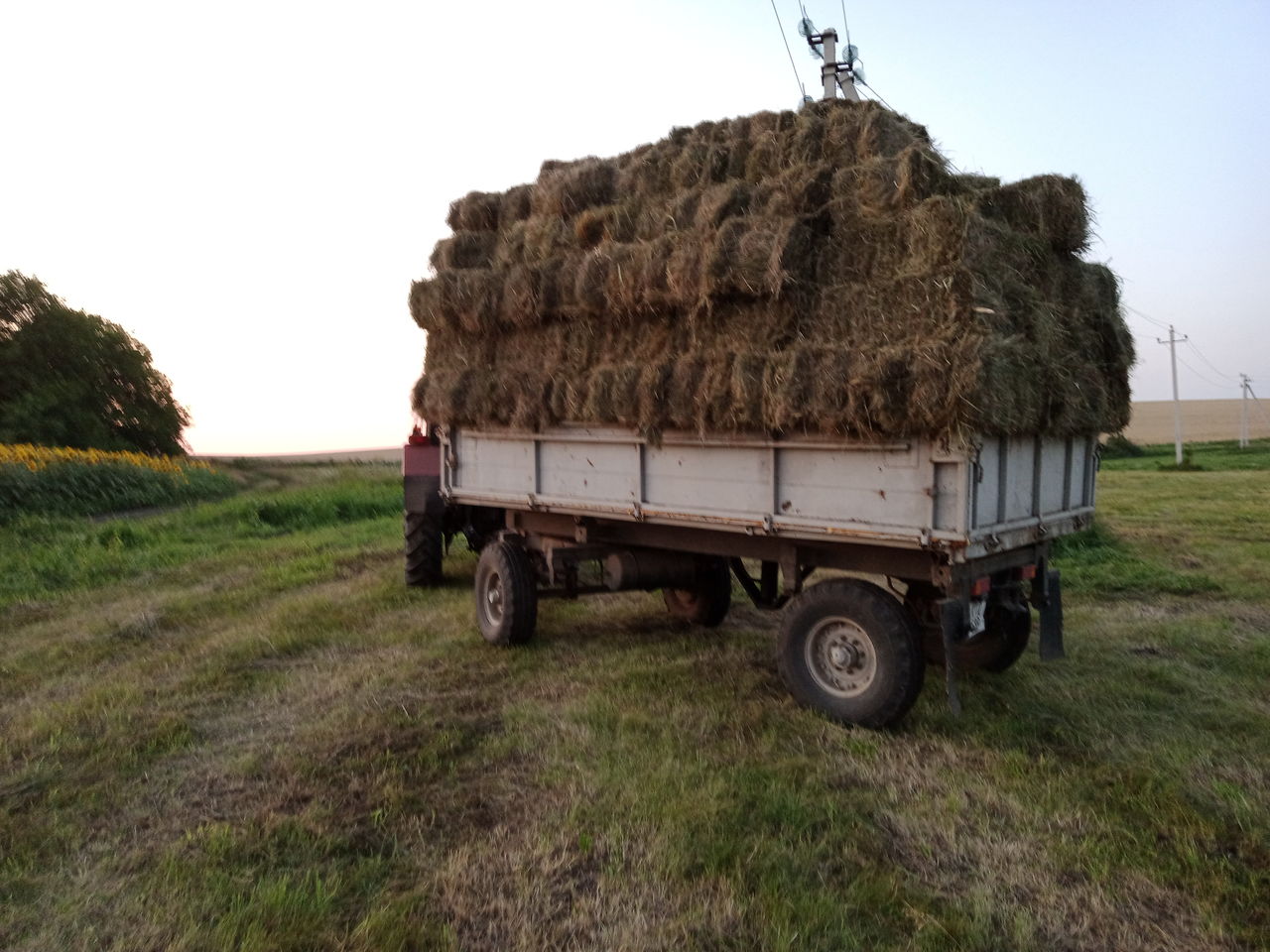 Корма для животных