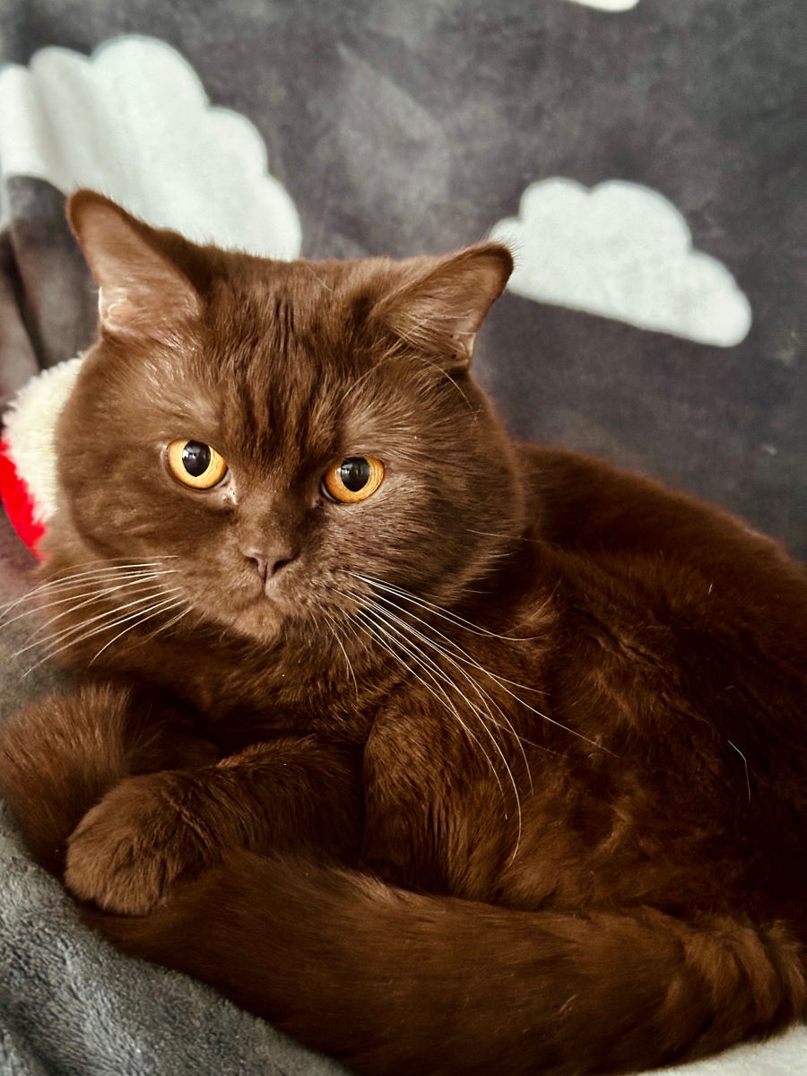 Motan de rasă Britsh Short hair culoarea maro