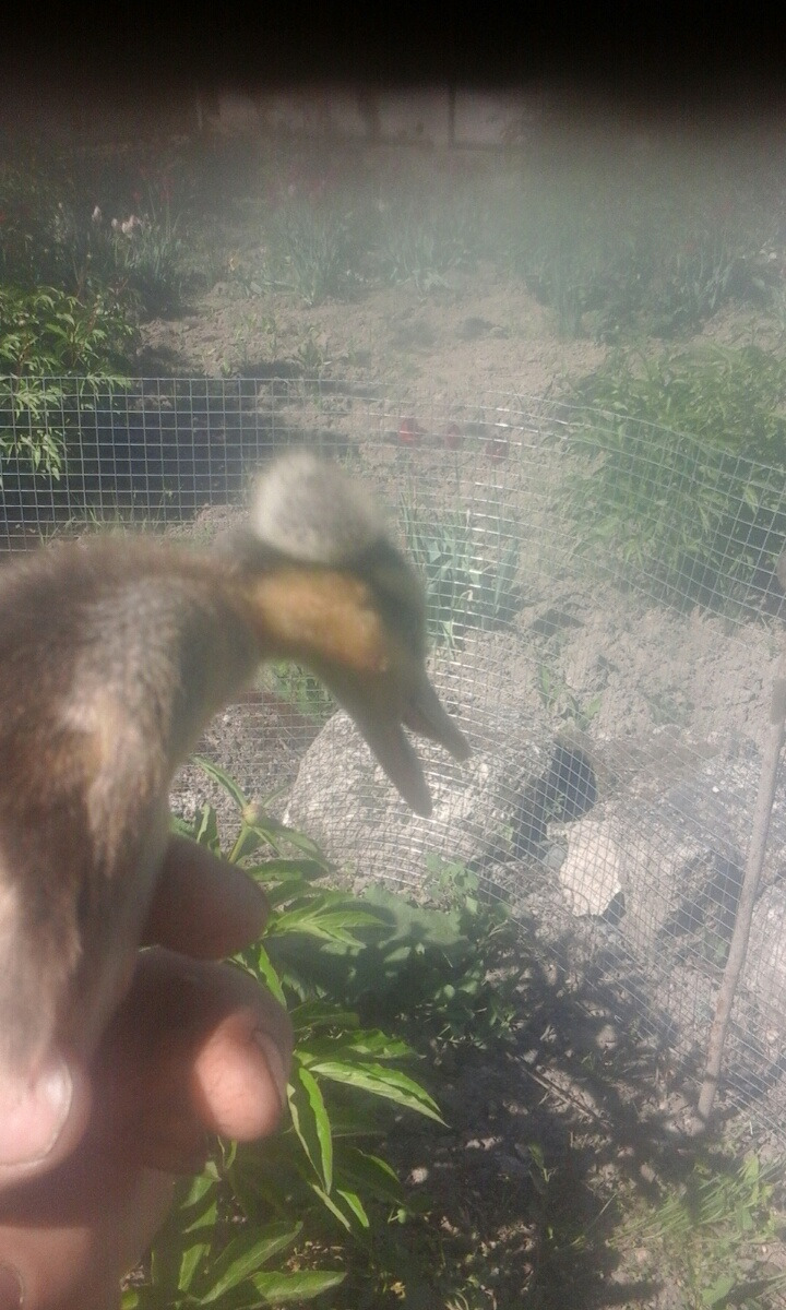 Vand pui de o zi amestec de pui brama faveroli cu gatul gol ancaltati ...