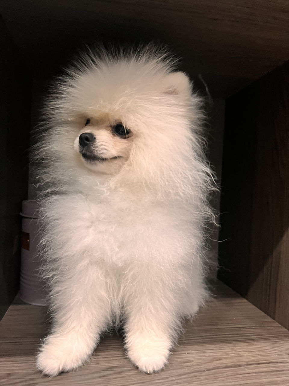 Mini Pomeranian spitz