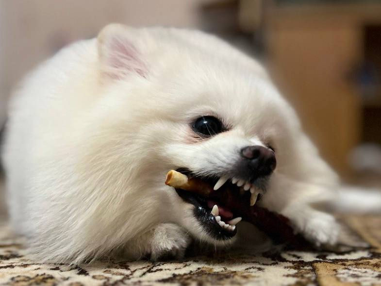 Ofer spre montă câine Spitz alb - Предлагаю для вязки