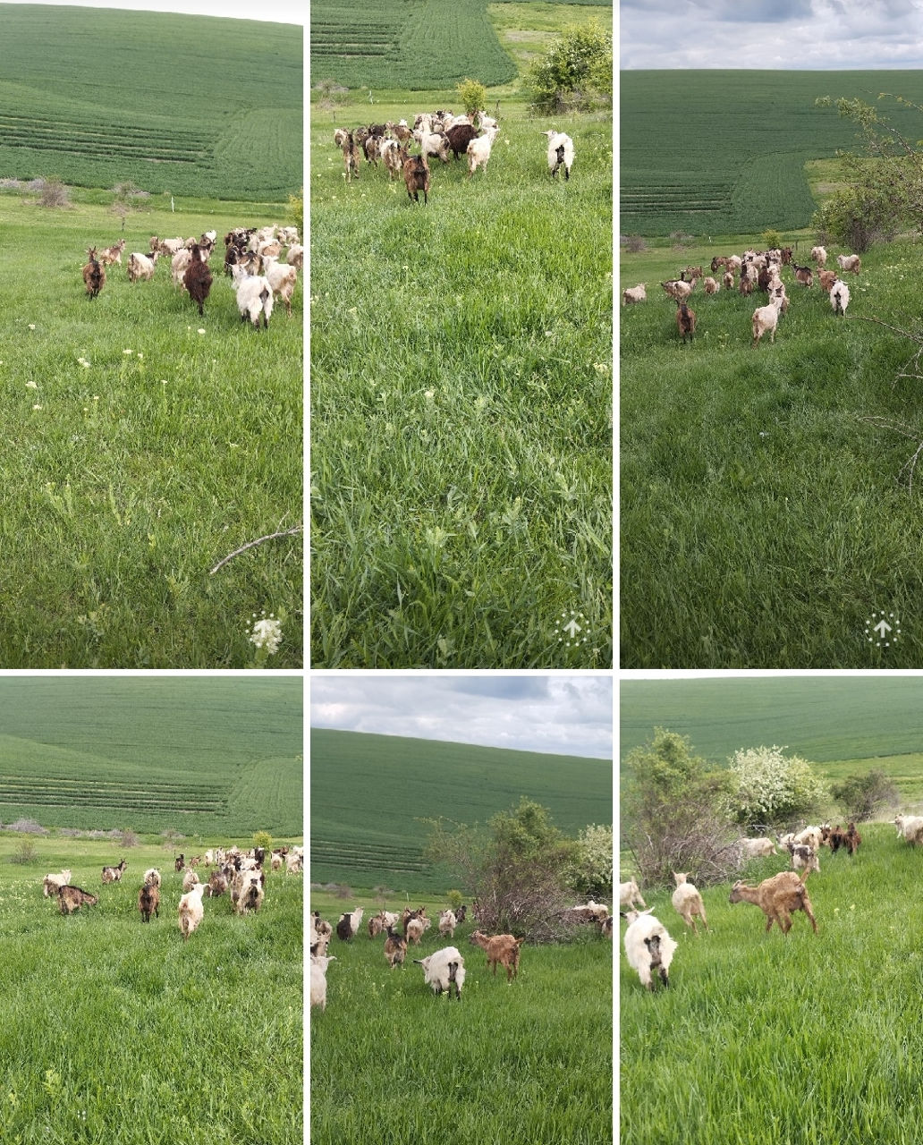 Lapte de caprite natural 100 %