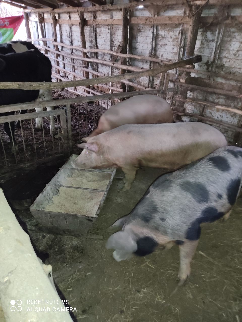 Vind porci de casa 55 masa vie 70 taeat