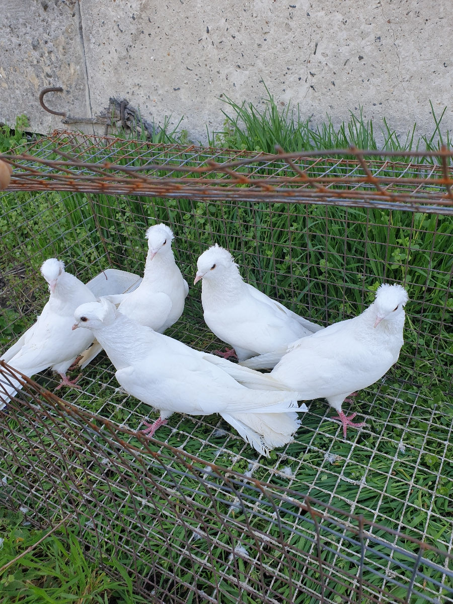 Porumbei