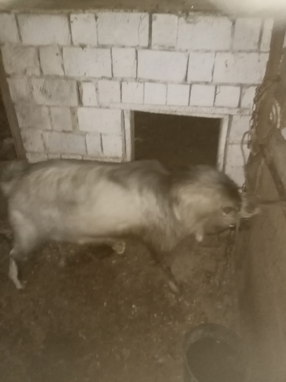 Vind Un tap are in jur de 100 kg