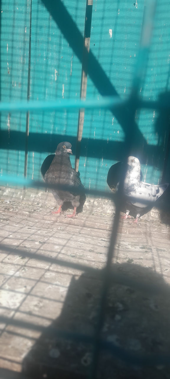 Vind sau schimb pe gusati gaini epuri