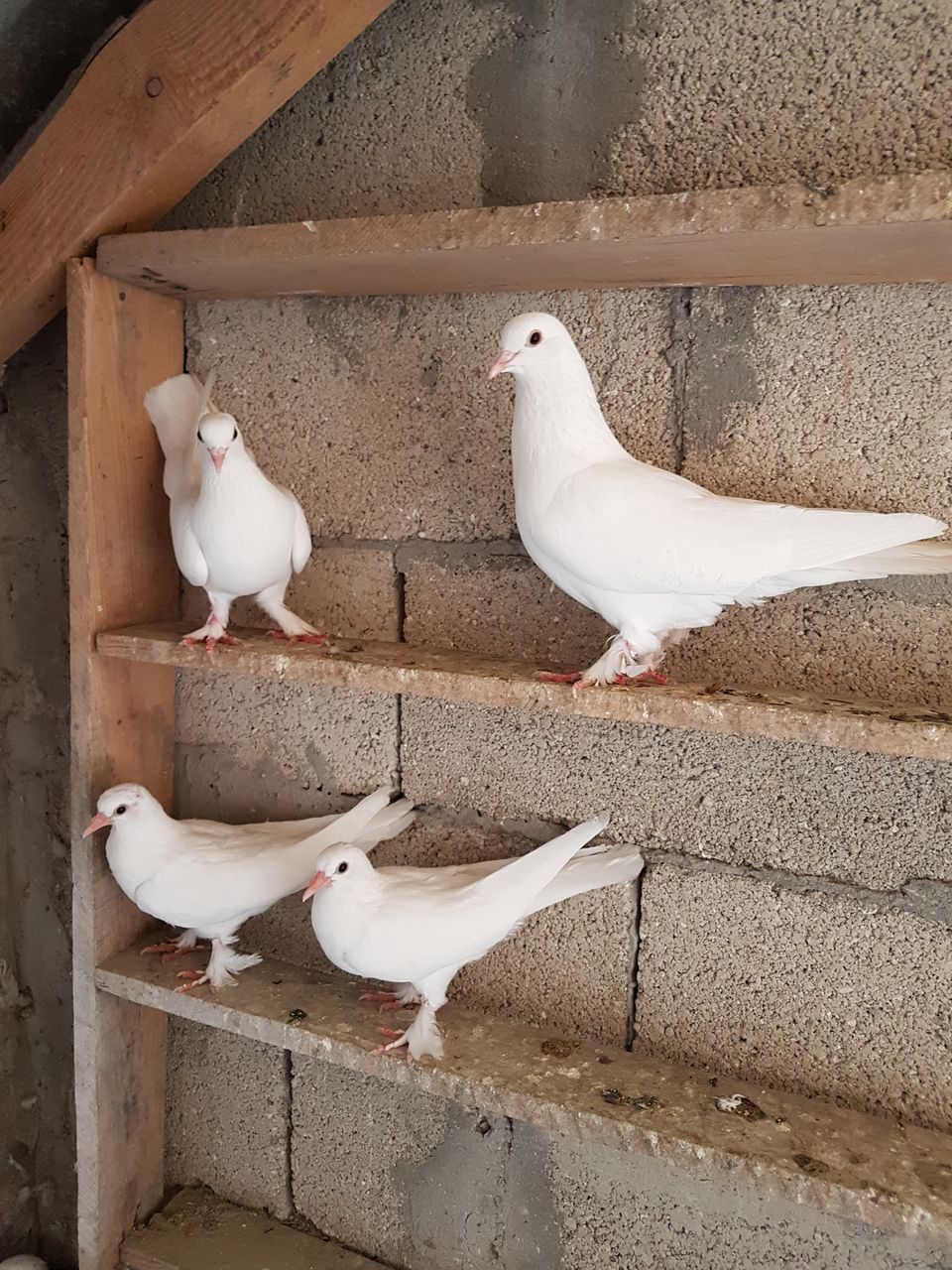 porumbei de diferite rase