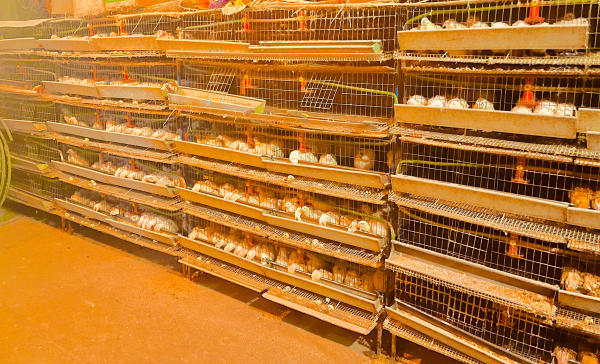 Custi prepelite, importate din Romina, se afla in Balti.Sint trei custi ...