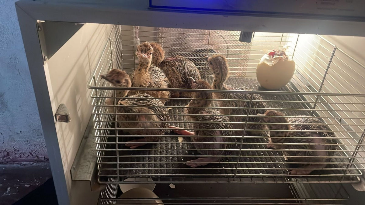 Pui de struti de o luna.