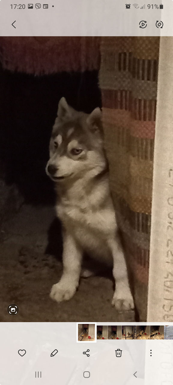 Se vinde un catelus Husky