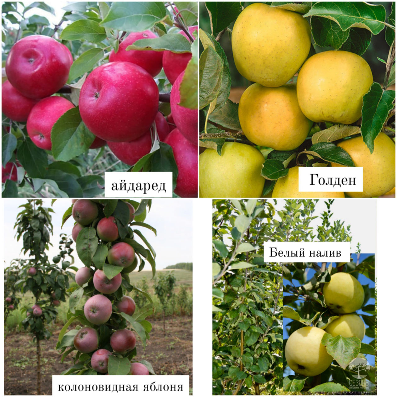 Pomi fructiferi