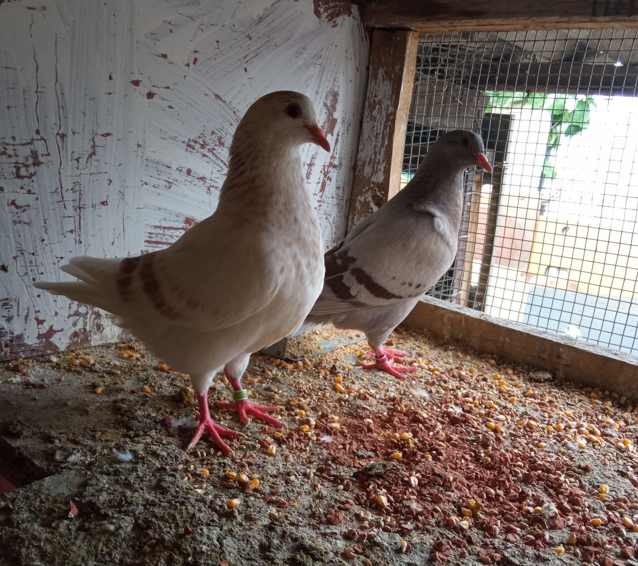 Vind porumbei texani și porumbei gușat stil vechi.