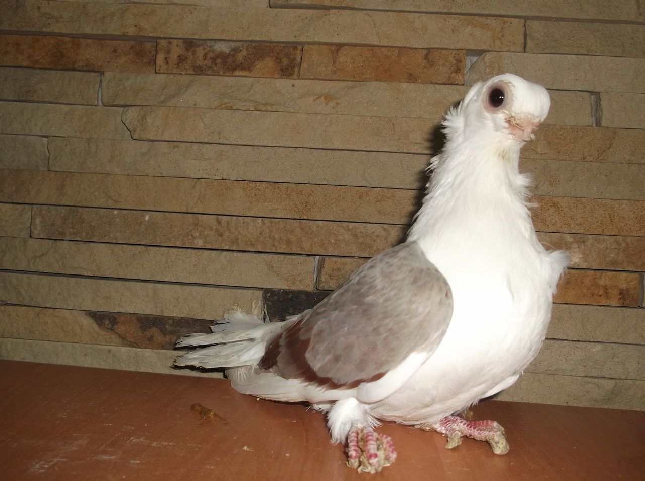 Dominicani,bakinti,pavlini