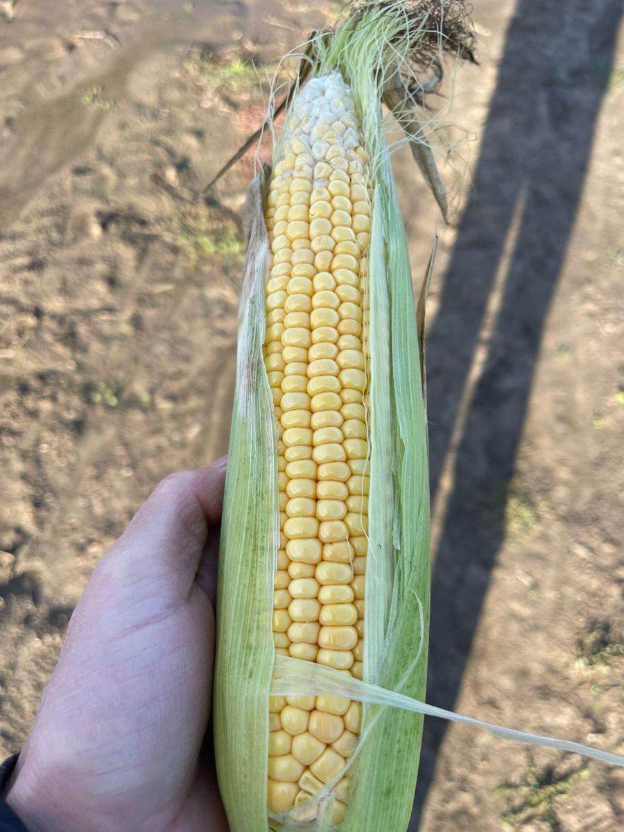 Vând porumb dulce proaspăt