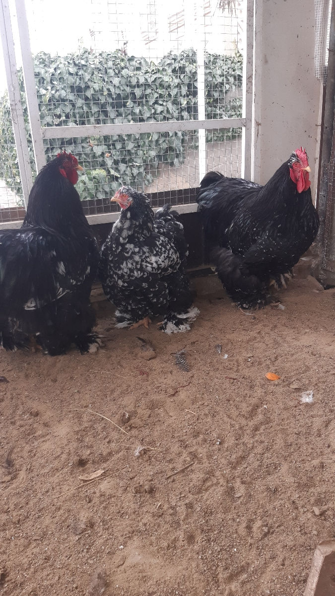 Vind cucosi de rasa Cochinchin Gigant Bobat si Albastru.Virsta 10 luni ...