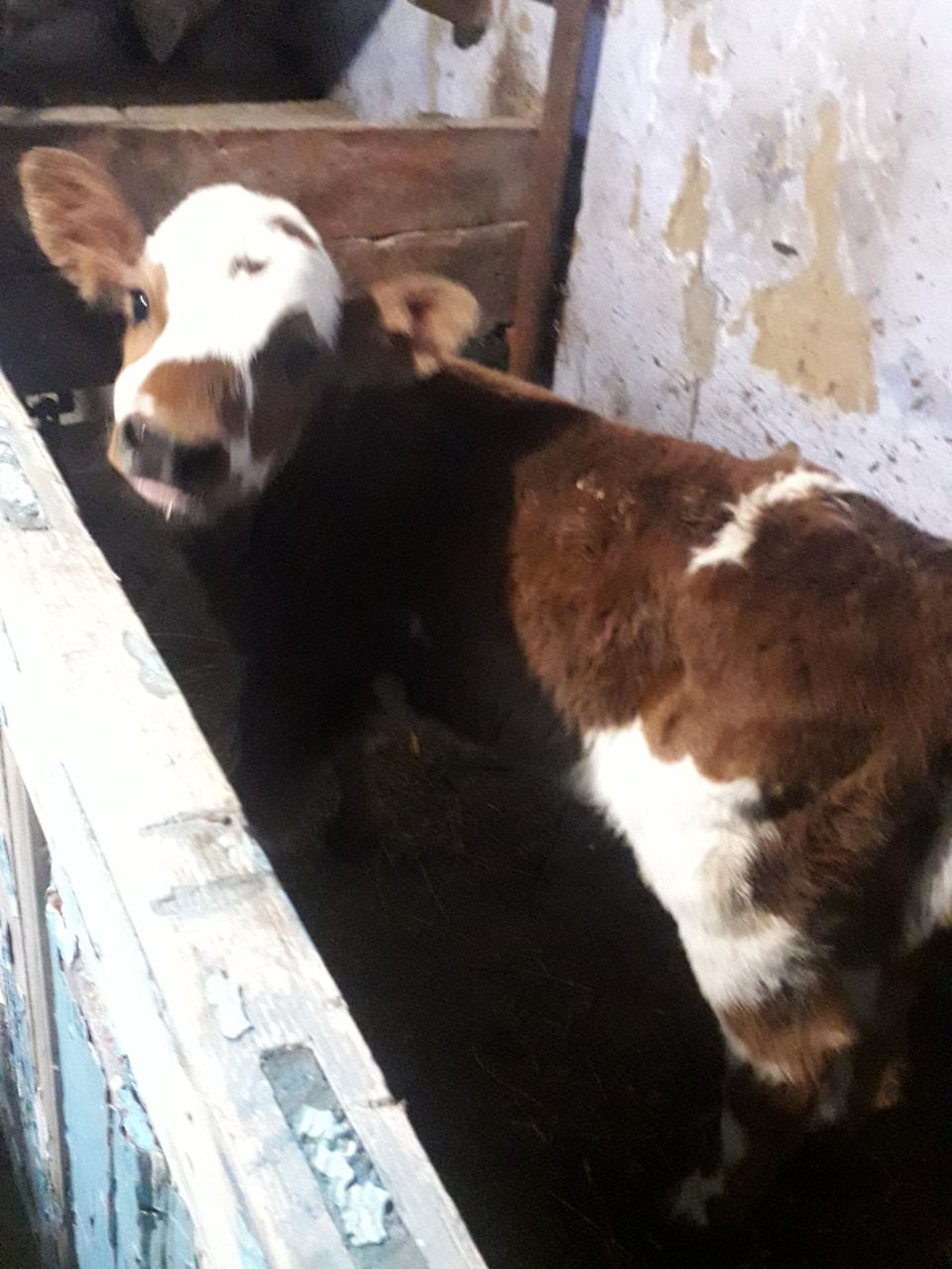 Vind vitica din vaca buna de lapte