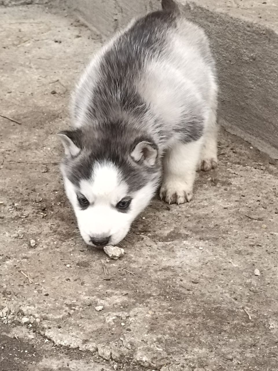Vând căţeluş haschi
