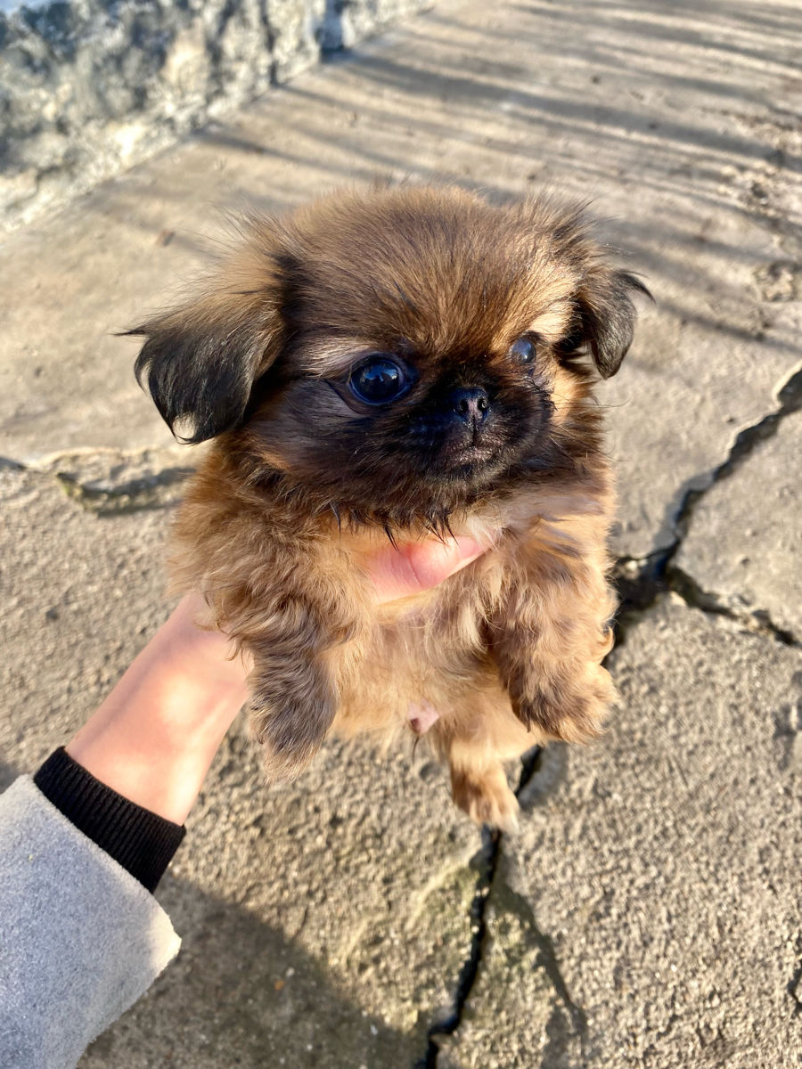 Pekinez ( Pechinez )