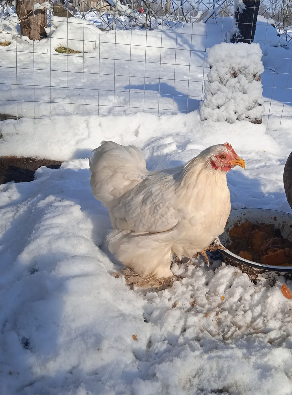 Cocoș și Găină cochinchin pitic (pereche)