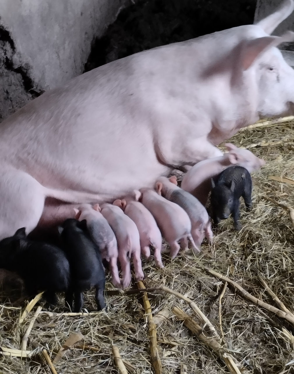 poarca cu purcei 9999 lei