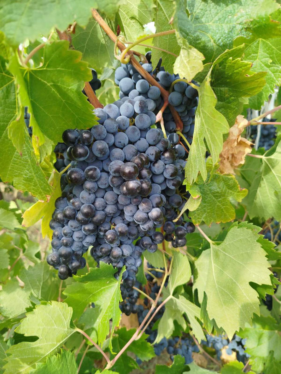 Vand poama Merlot, Cabernet, Moldova